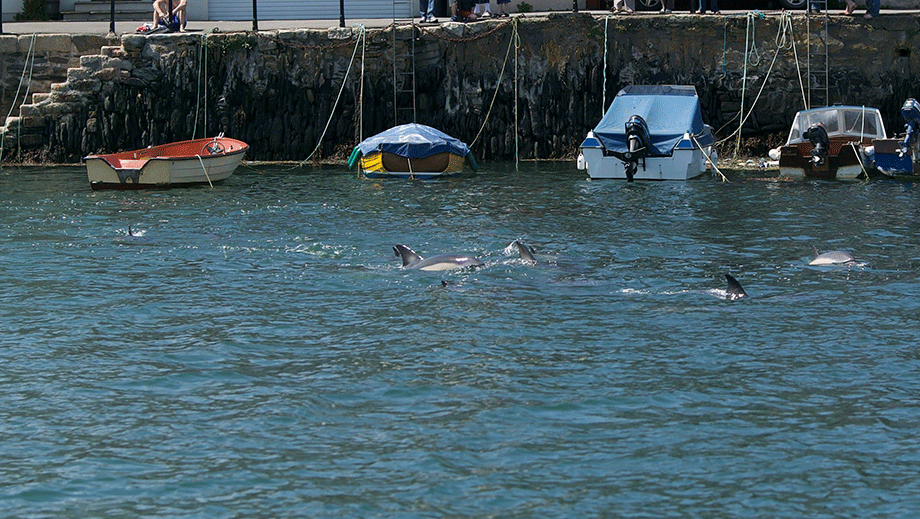 First Marine and Coastal Wildlife Code WiSe-ly embraced by Falmouth ...