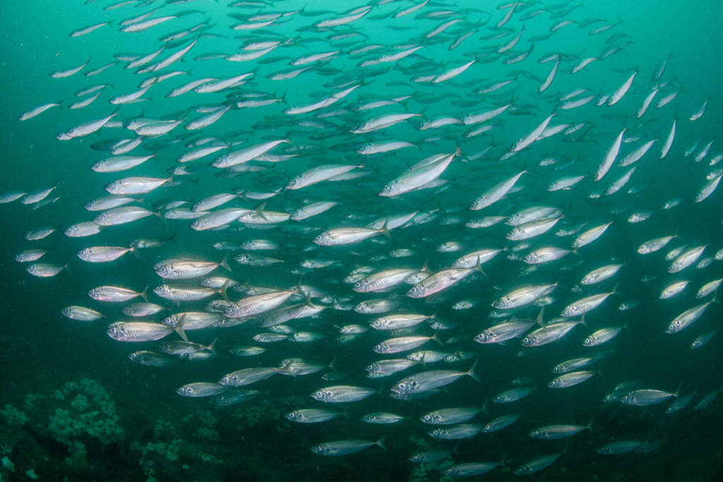 Marine charity changes advice on mackerel sourcing as sustainability ...